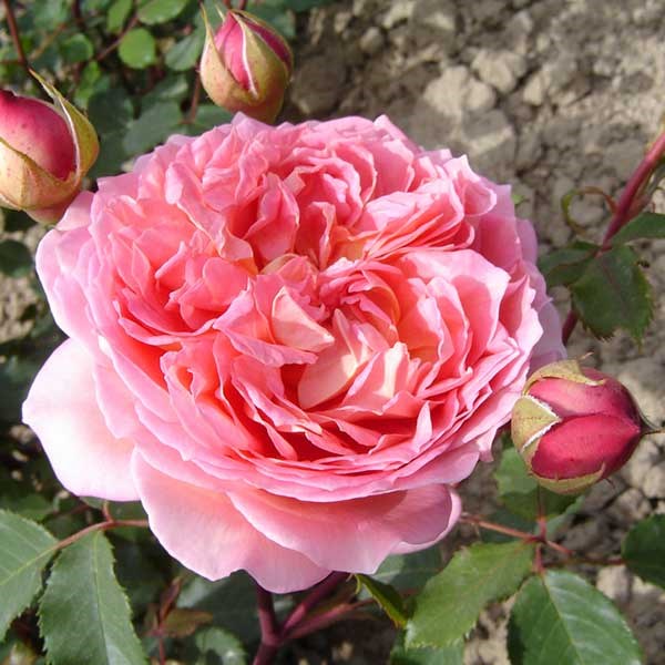 Events – Torbay Garden Club